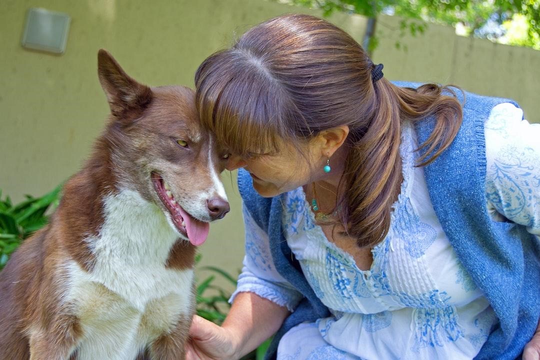 Protein In Dog Urine protein-in-dog-urine